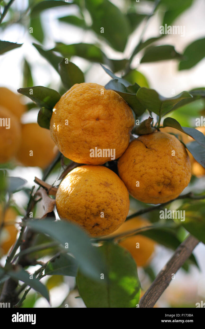 Mikan Oranges High Resolution Stock Photography and Images - Alamy