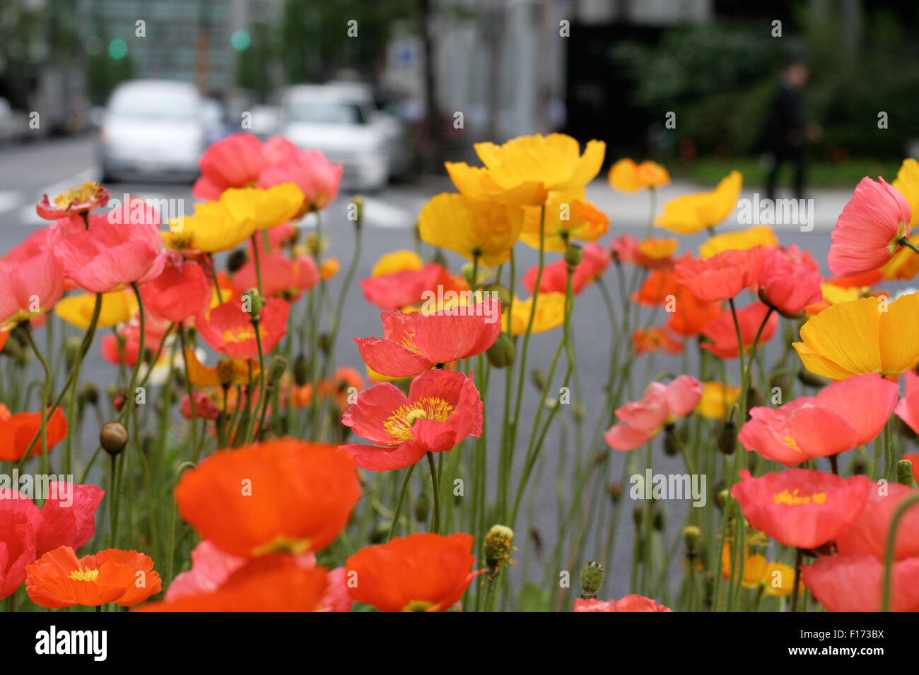 Spring flowers in foreground street and cars out of focus background ...