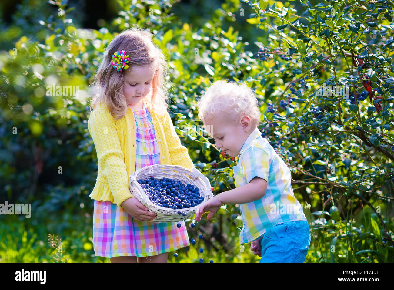 Kids picking fresh berries on blueberry field. Children pick blue berry ...
