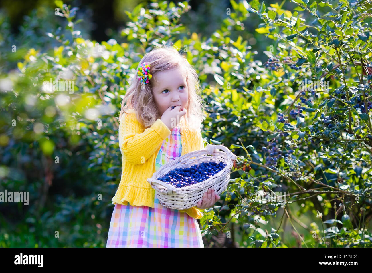 Kids picking fresh berries on blueberry field. Children pick blue berry ...