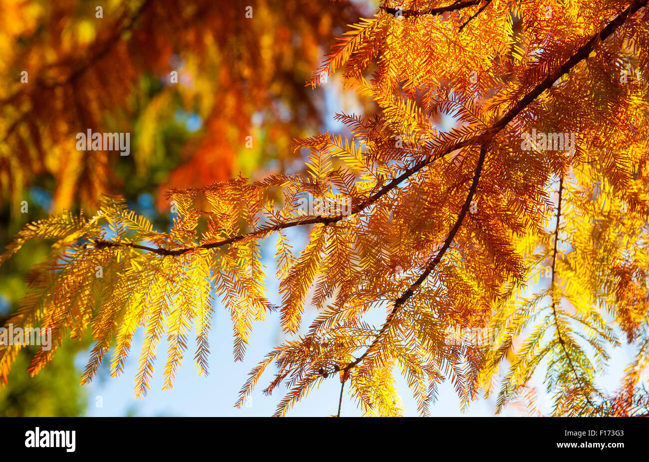 art, autumn, backgrounds, beauty, bright, brown, close-up, colored ...