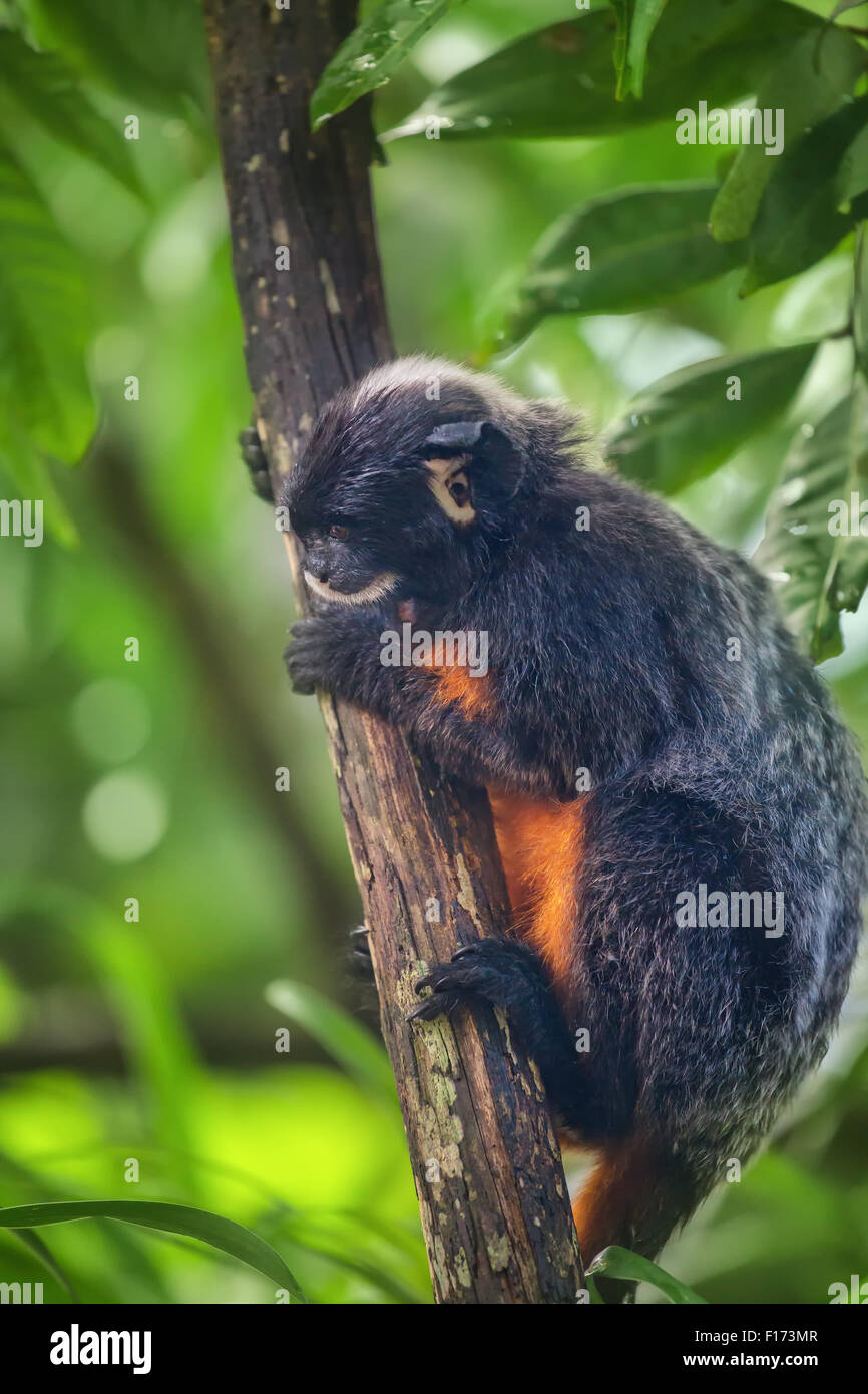 White-lipped tamarin, monkey with red belly sitting in a tree Stock ...