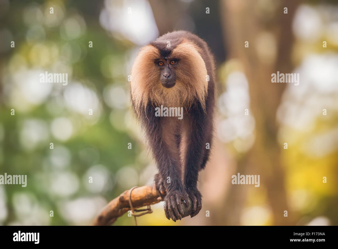 Lion tailed macaque monkey among the tree in jungle Stock Photo - Alamy