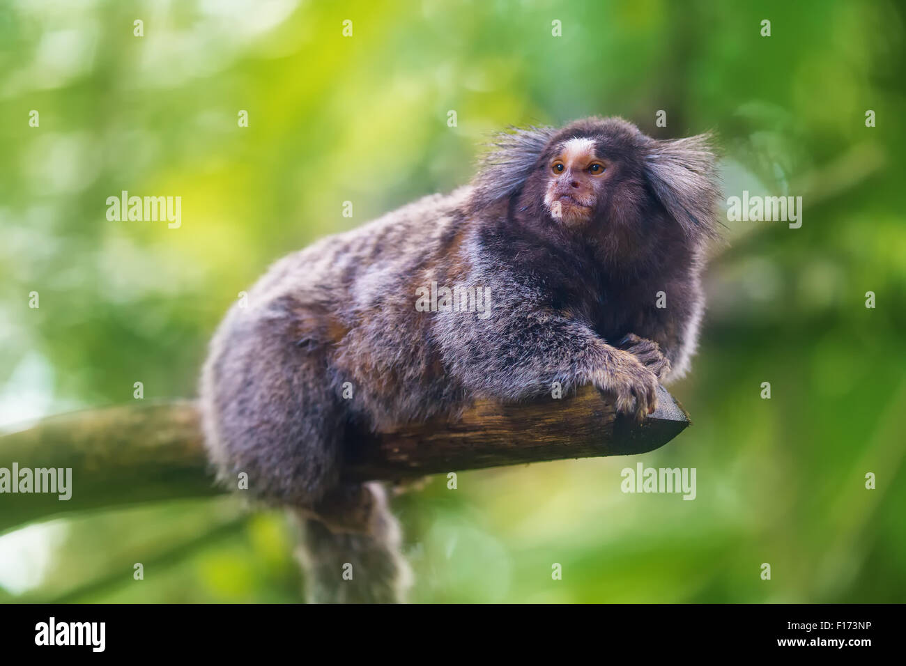 Common Marmoset Callithrix jacchus sitting in a tree Stock Photo - Alamy