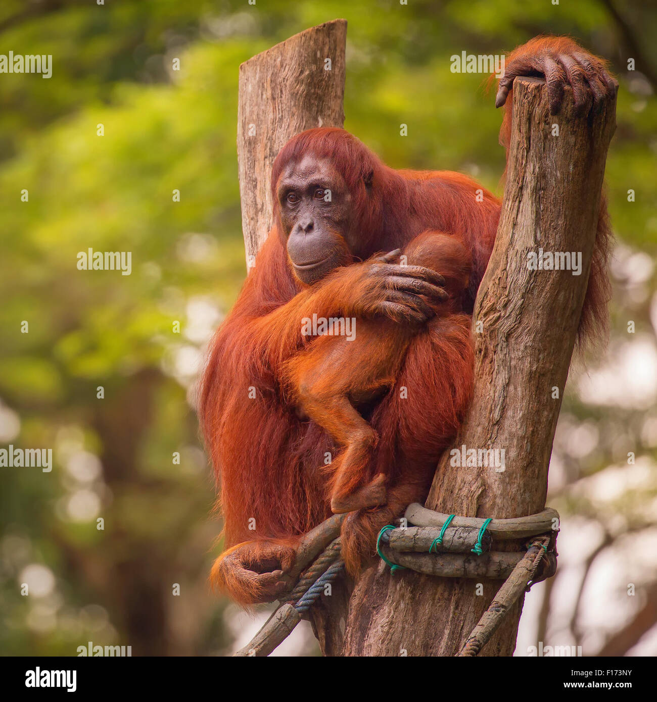 Adult orangutan sitting with jungle as a background Stock Photo - Alamy