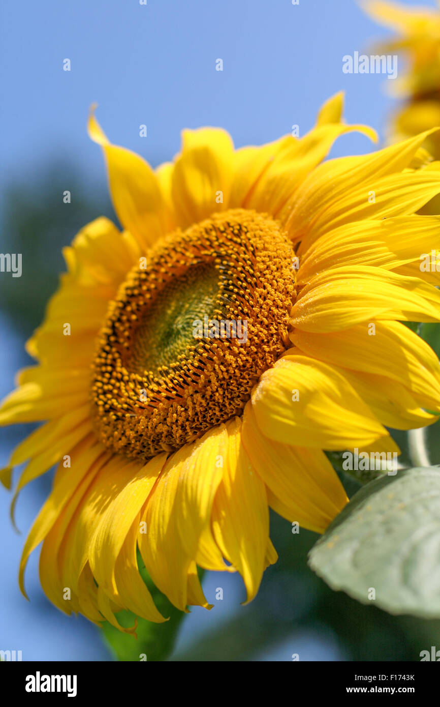 Sunflower from below perspective bright yellow Stock Photo - Alamy