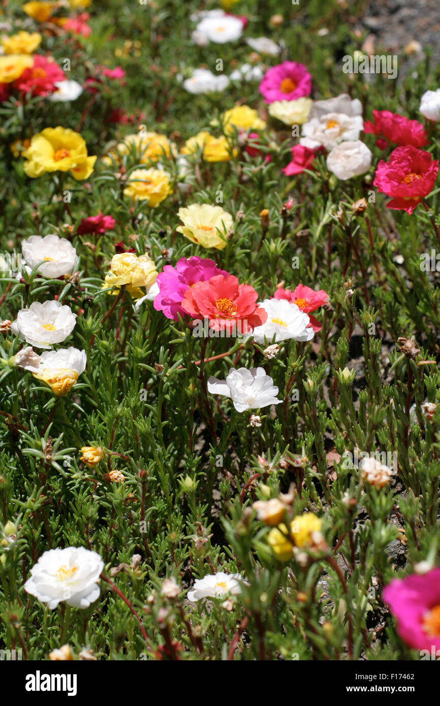 Colorful spring flowers portrait Stock Photo - Alamy