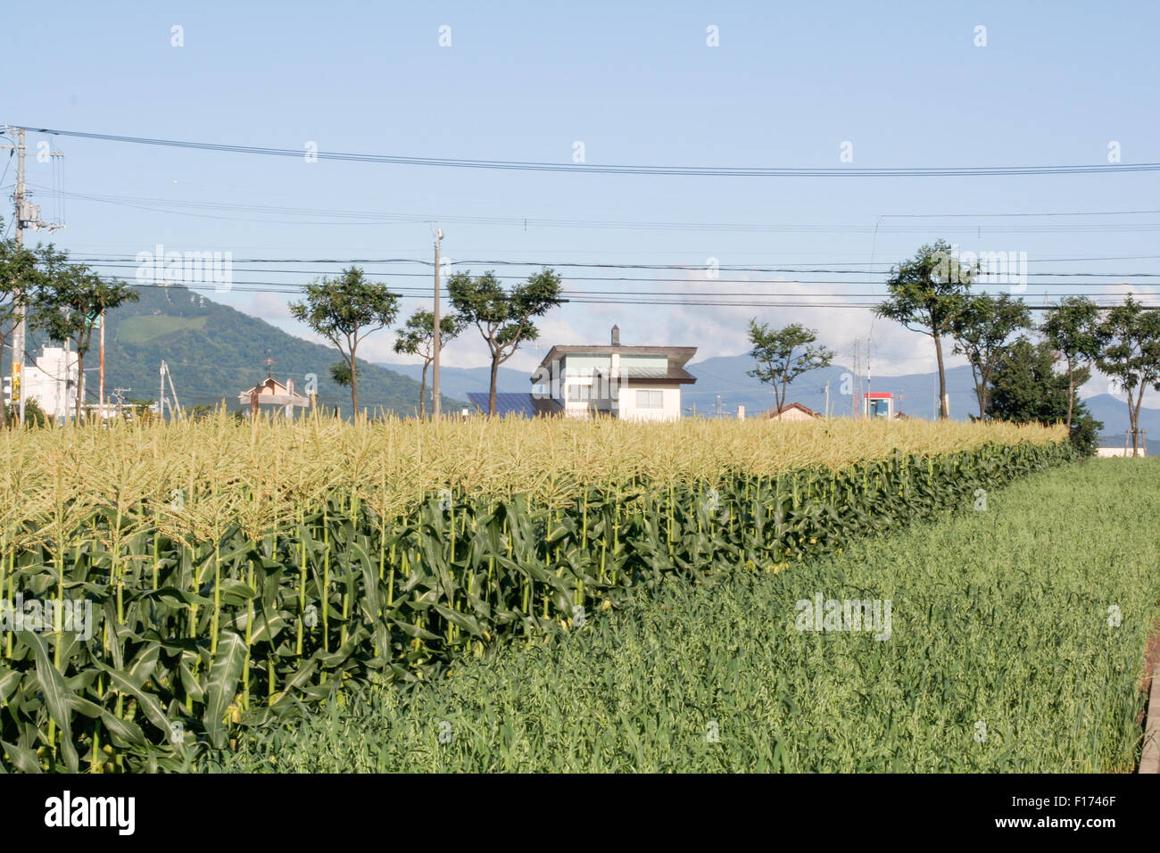 Corn field blue skies power lines and white house Stock Photo - Alamy