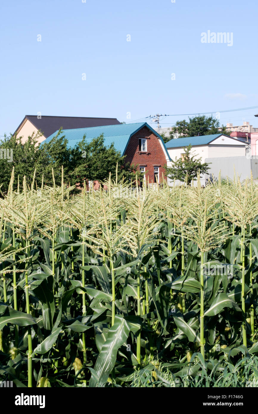 Corn field and farmhouse in background Stock Photo - Alamy
