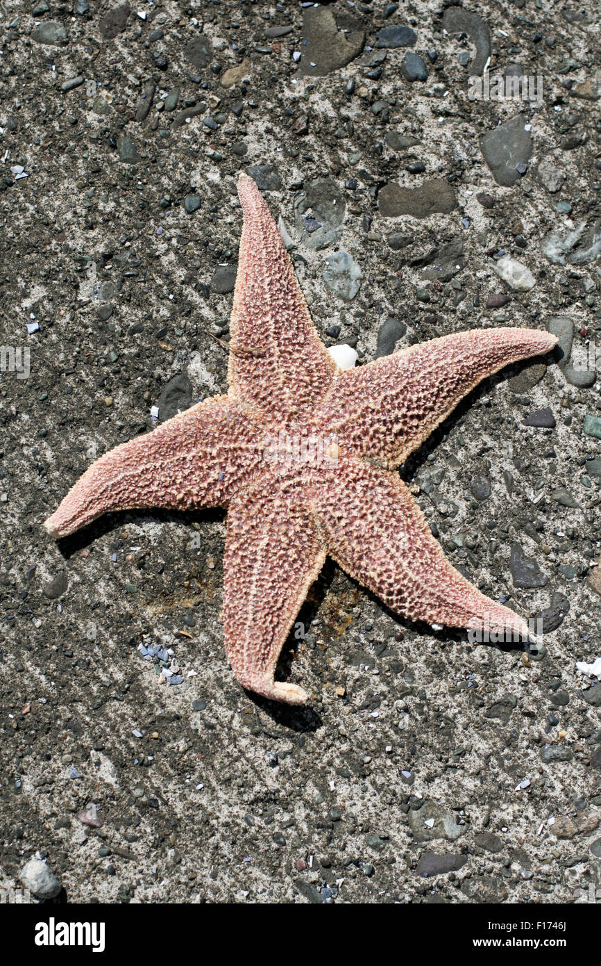 Coral fish starfish caribbean hi-res stock photography and images - Alamy