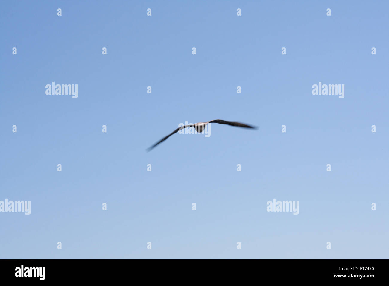Seagull flying away into the blue sky Stock Photo - Alamy