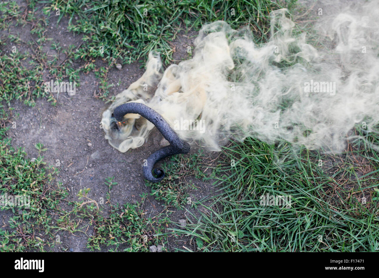Black snake firework hanabi smoking on the dirt and grass Stock Photo ...