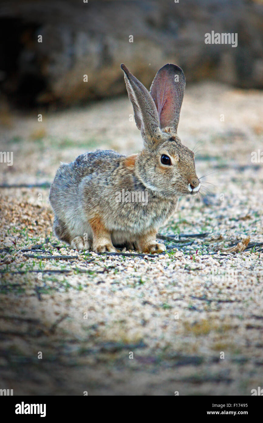 Cottontail Rabbit High Resolution Stock Photography and Images - Alamy