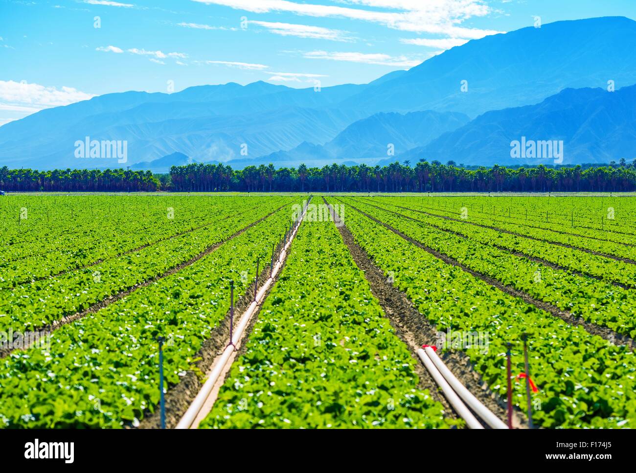 California Produce Theme. Lettuce Field in Coachella Valley, California ...