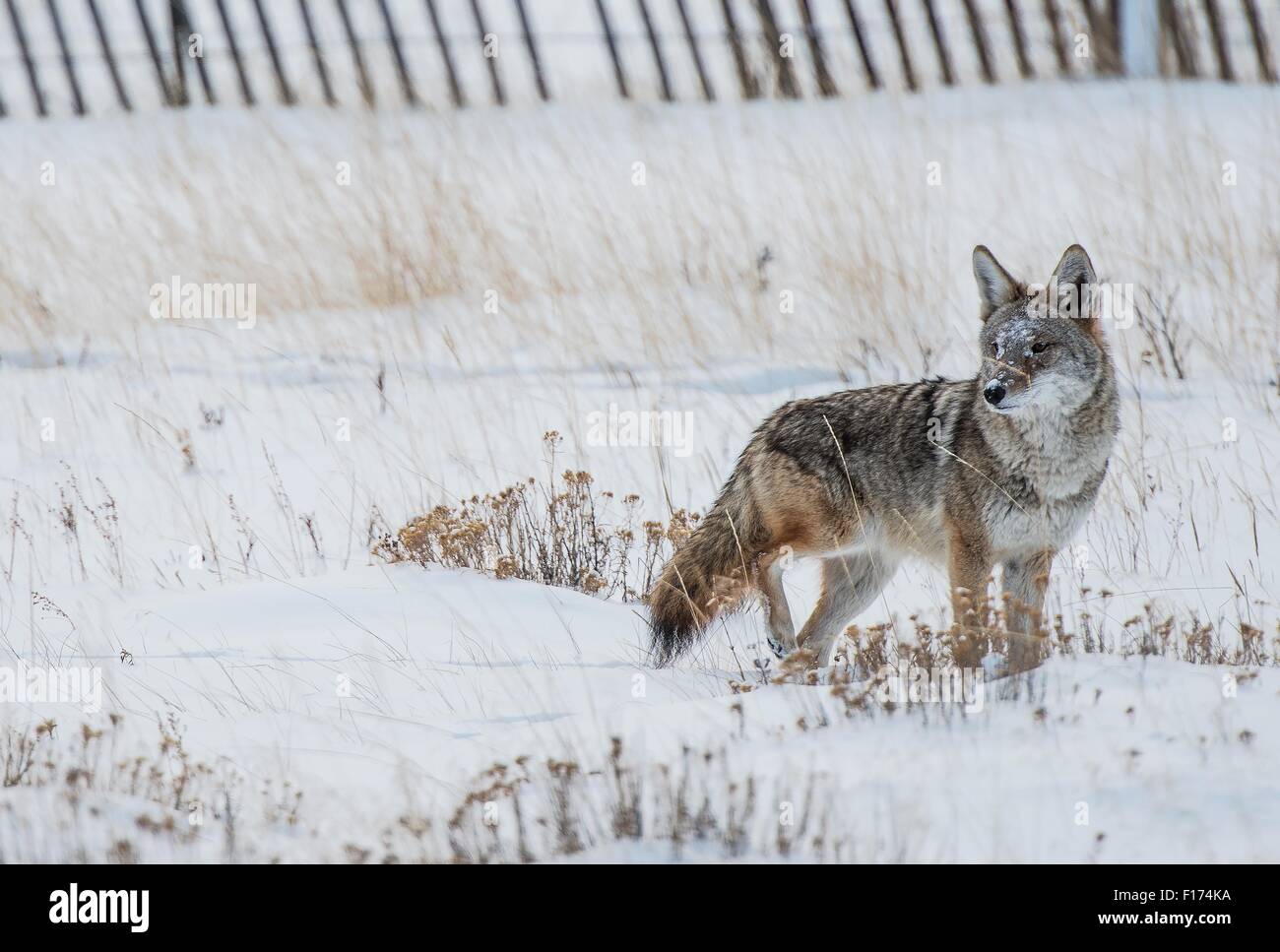 Coyote Winter Hunt. Colorado Rocky Mountains Coyote Stock Photo - Alamy