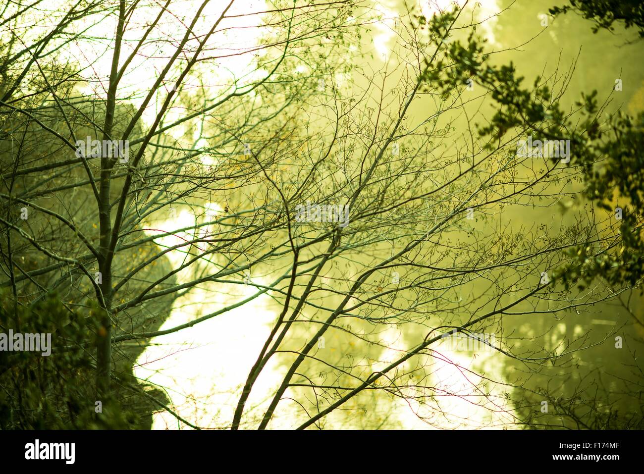 Green Nature Background. Conceptual Green Color Grading. Tree Branches ...