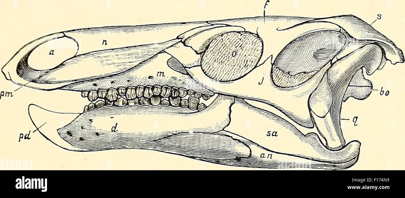 Dinosaur anatomy hi-res stock photography and images - Alamy