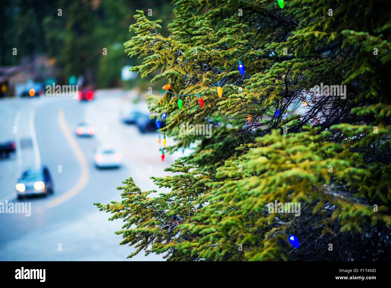Idyllwild-Pine Cove Holidays Theme. Christmas Tree and City Street ...