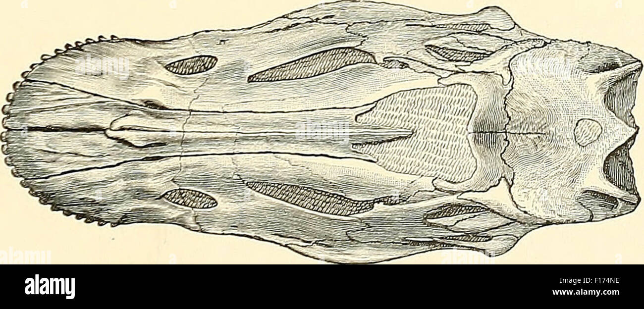 Dinosaur anatomy illustration hi-res stock photography and images - Alamy