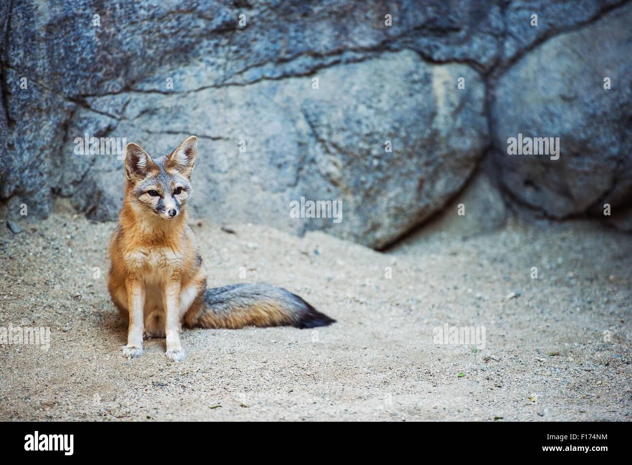 Kit fox california hi-res stock photography and images - Alamy