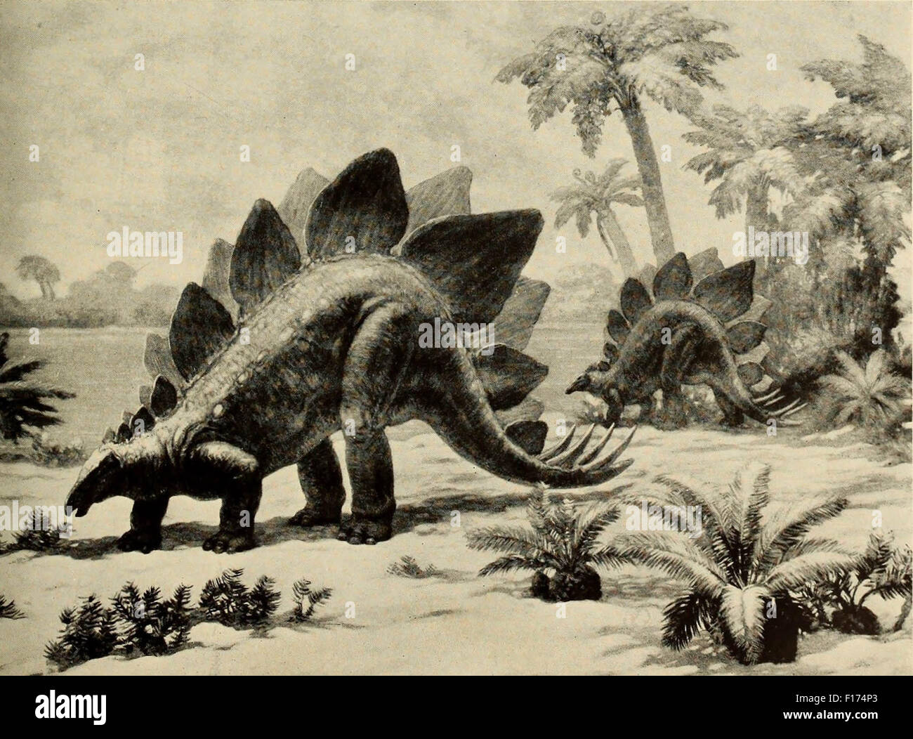 Stegosaurus Illustration Stock Photos & Stegosaurus Illustration Stock ...