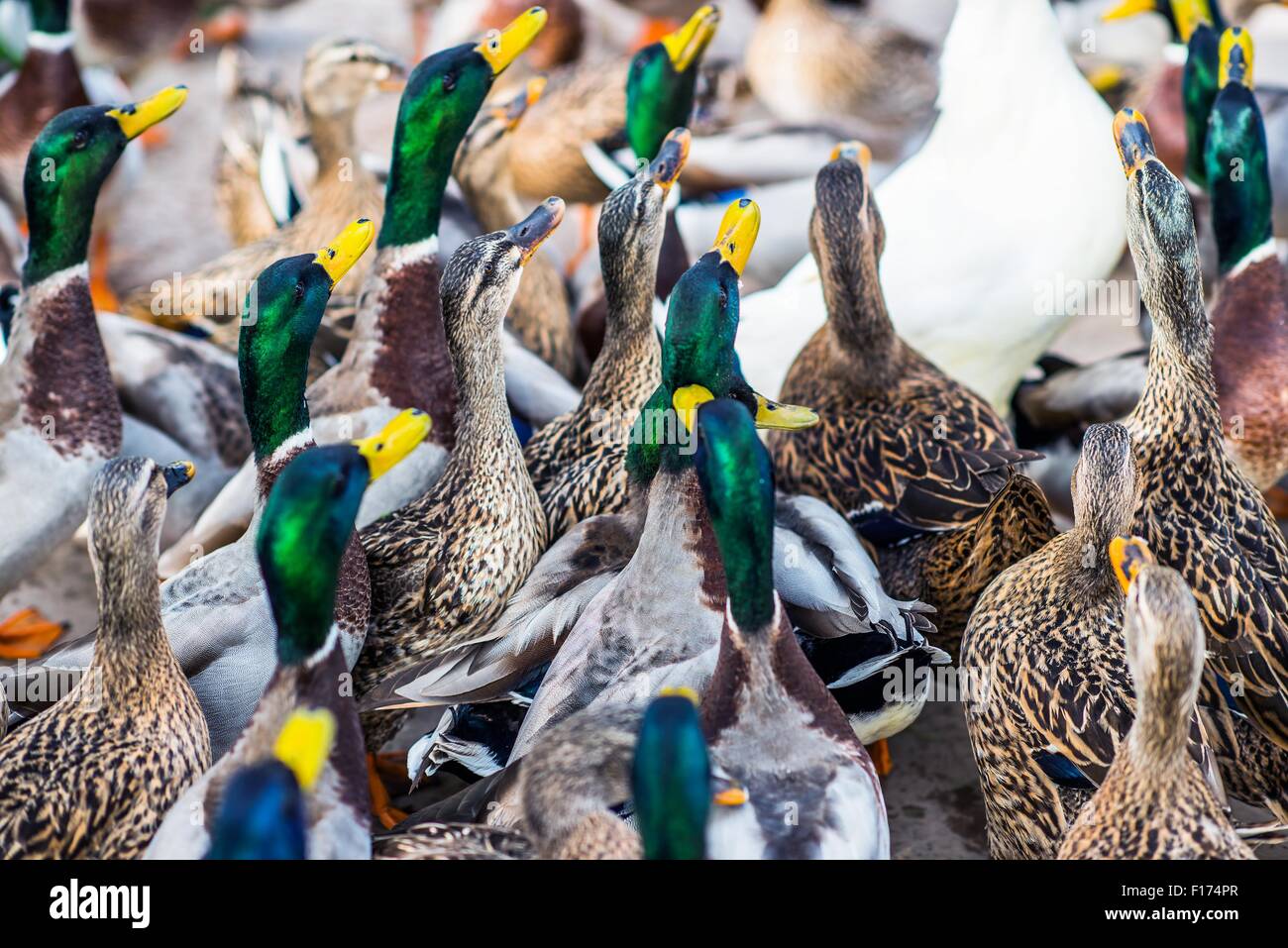 Large Group of the Colorful Ducks Closeup Photo Stock Photo - Alamy