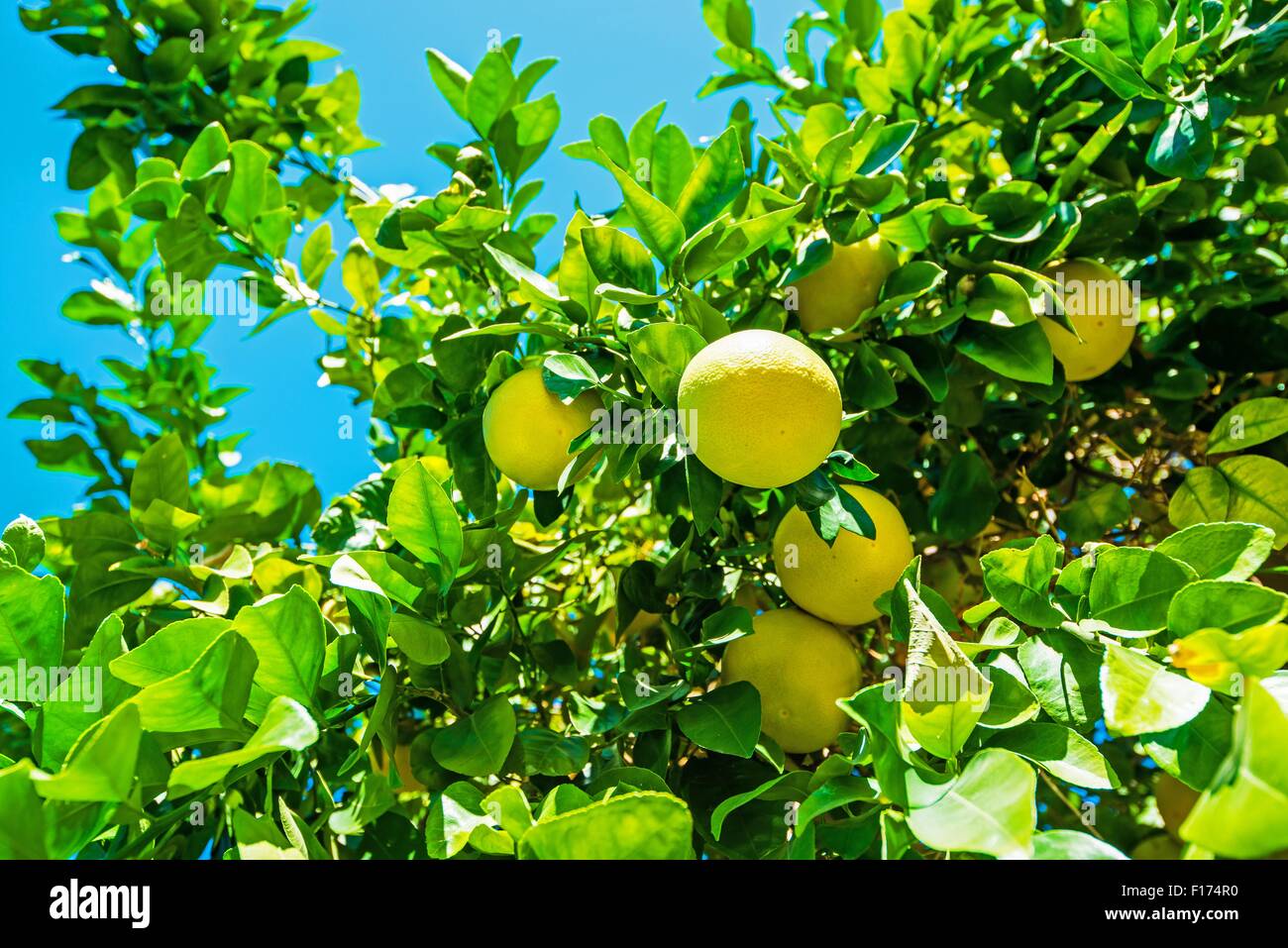Lemon Tree Branch with Fruits Closeup Photo Stock Photo - Alamy
