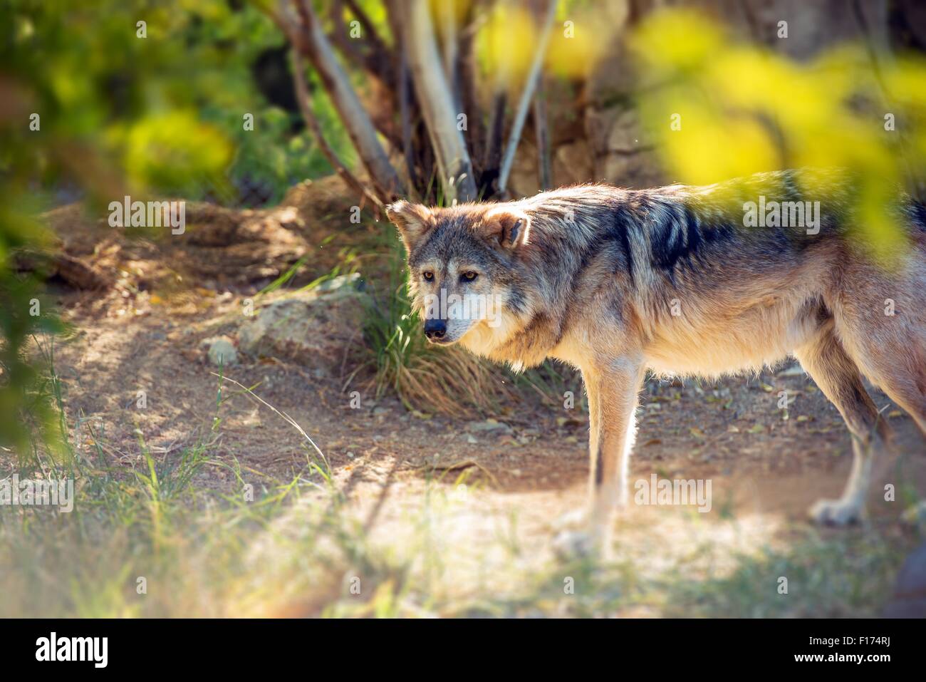 Mexican Wolf Also Known As Lobo. Native to Sierra Madre ( Canis Lupus ...