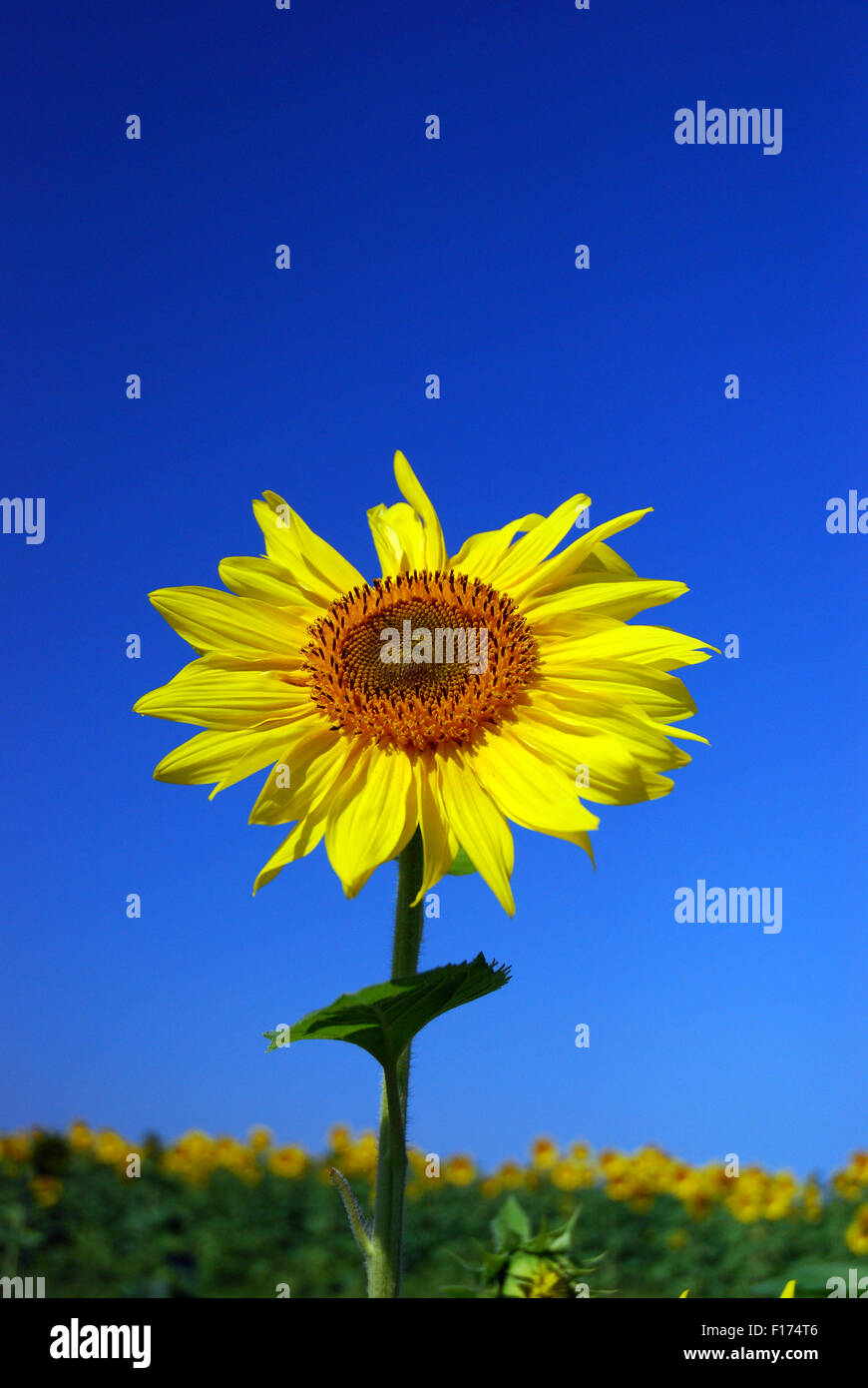 Sunflower reaching for blue sky Stock Photo - Alamy