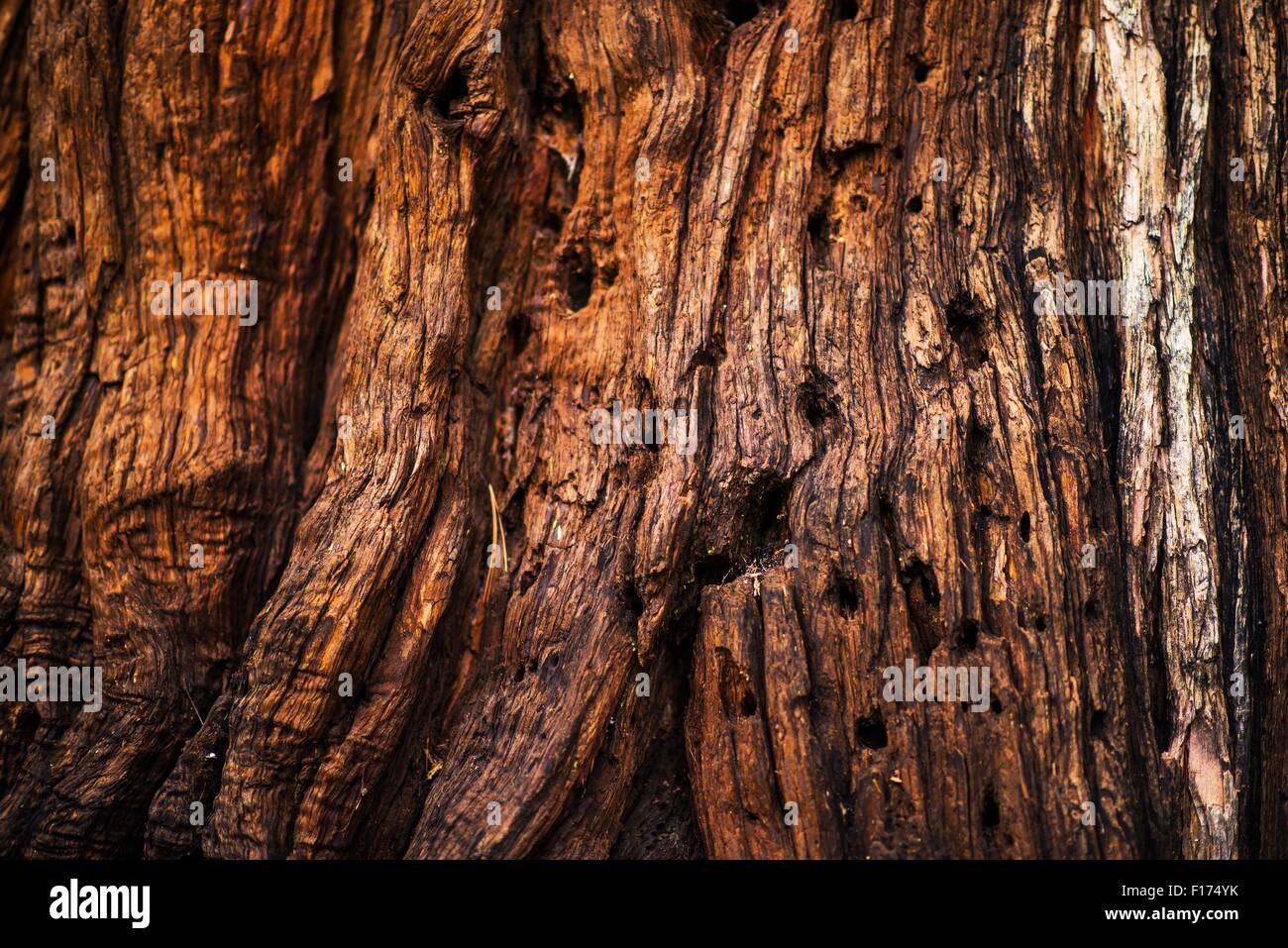 Old Tree Bark Closeup Photo Background. Bark Texture Stock Photo - Alamy