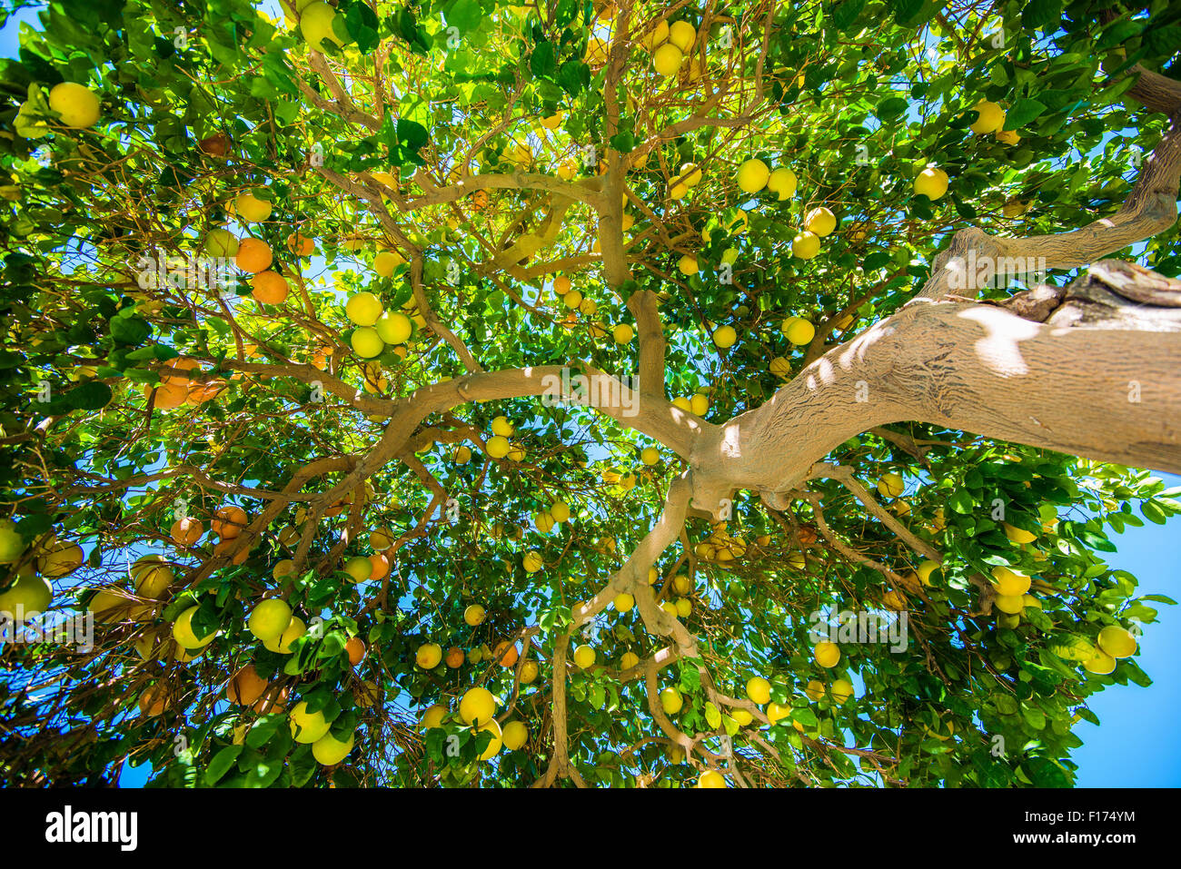 Oranges on the Tree. California Organic Orange Tree From Below Stock ...