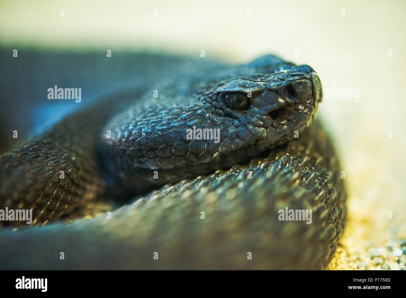 Crotalus Ruber. Red Diamond Rattlesnake Extreme Snake Head Closeup ...