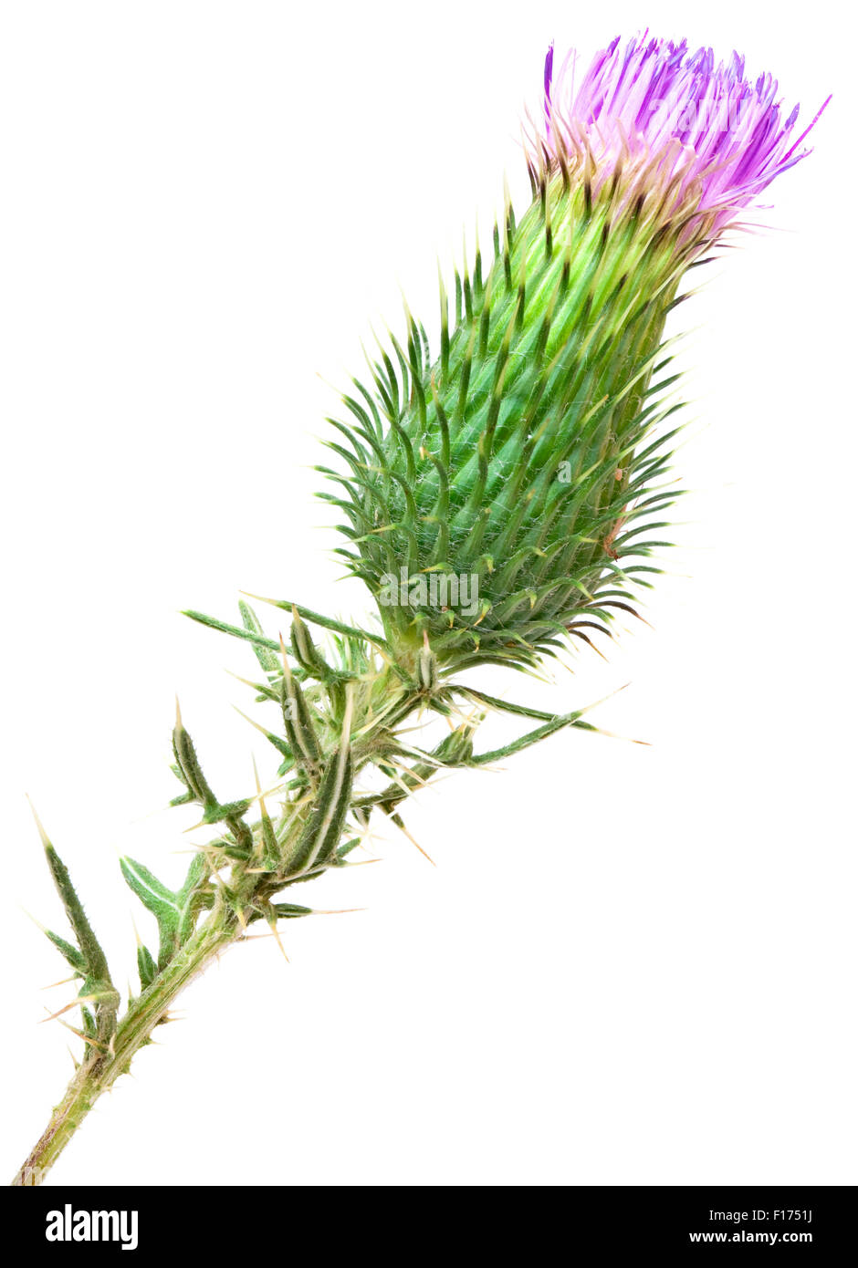 Prickly burr hi-res stock photography and images - Alamy