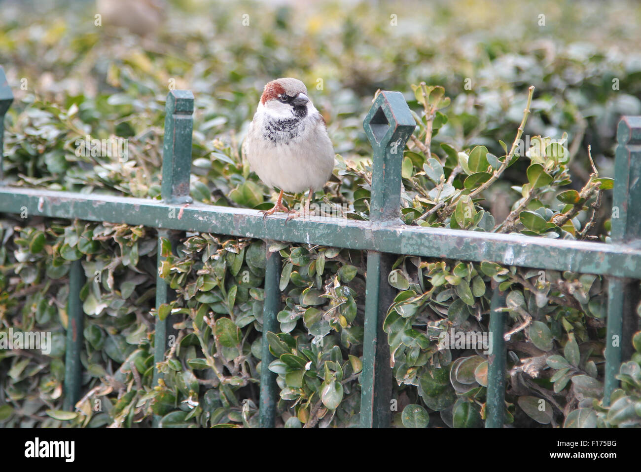 A Small bird sits on a fence in Paris, France Stock Photo - Alamy