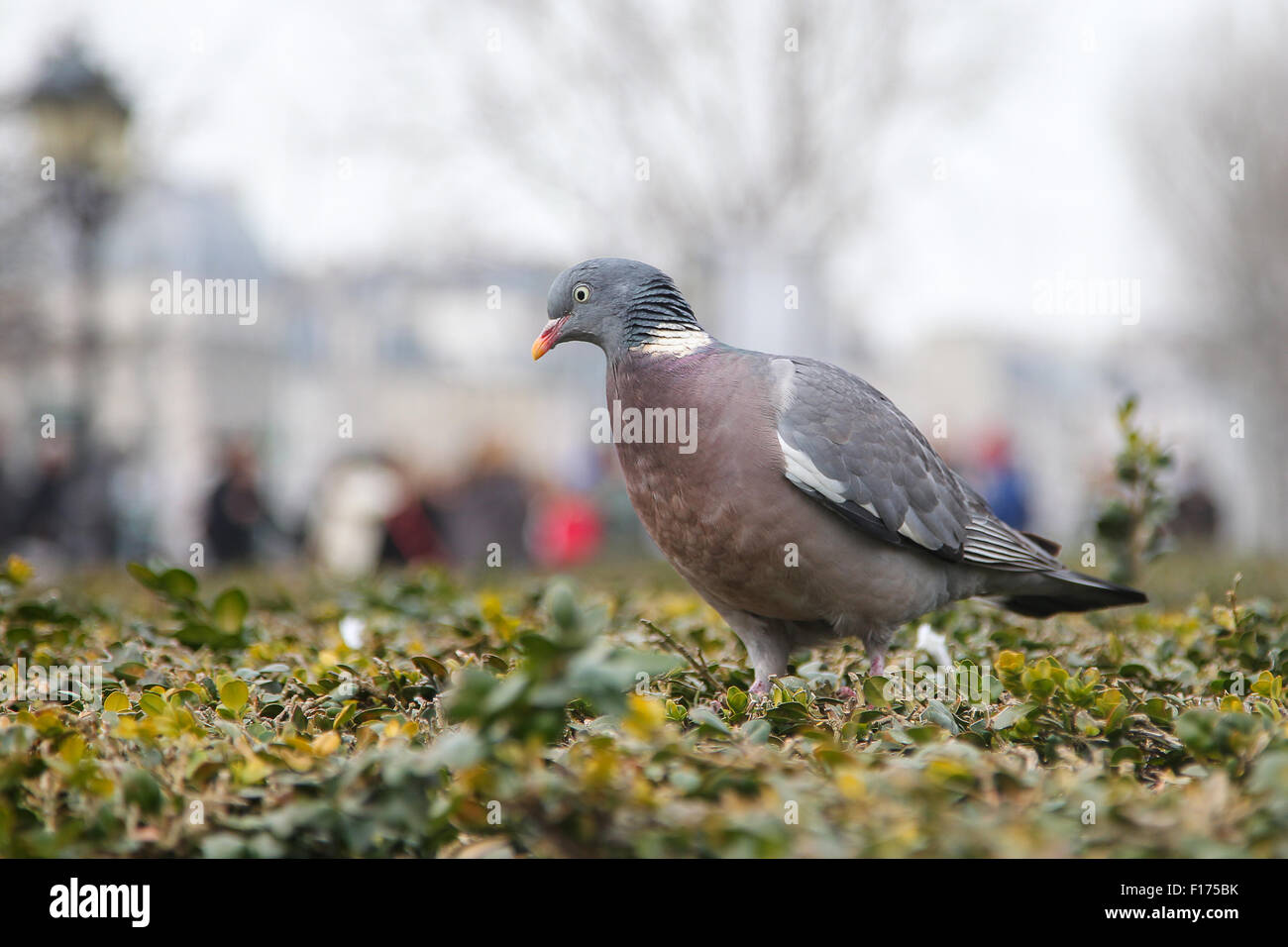 A pigeon on a bush Stock Photo - Alamy