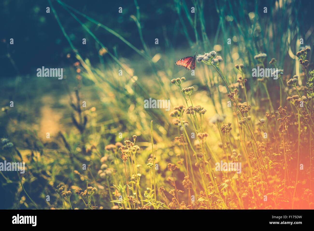 Summer Meadow with Monarch Butterfly Resting on Wildflower. Wild Meadow ...