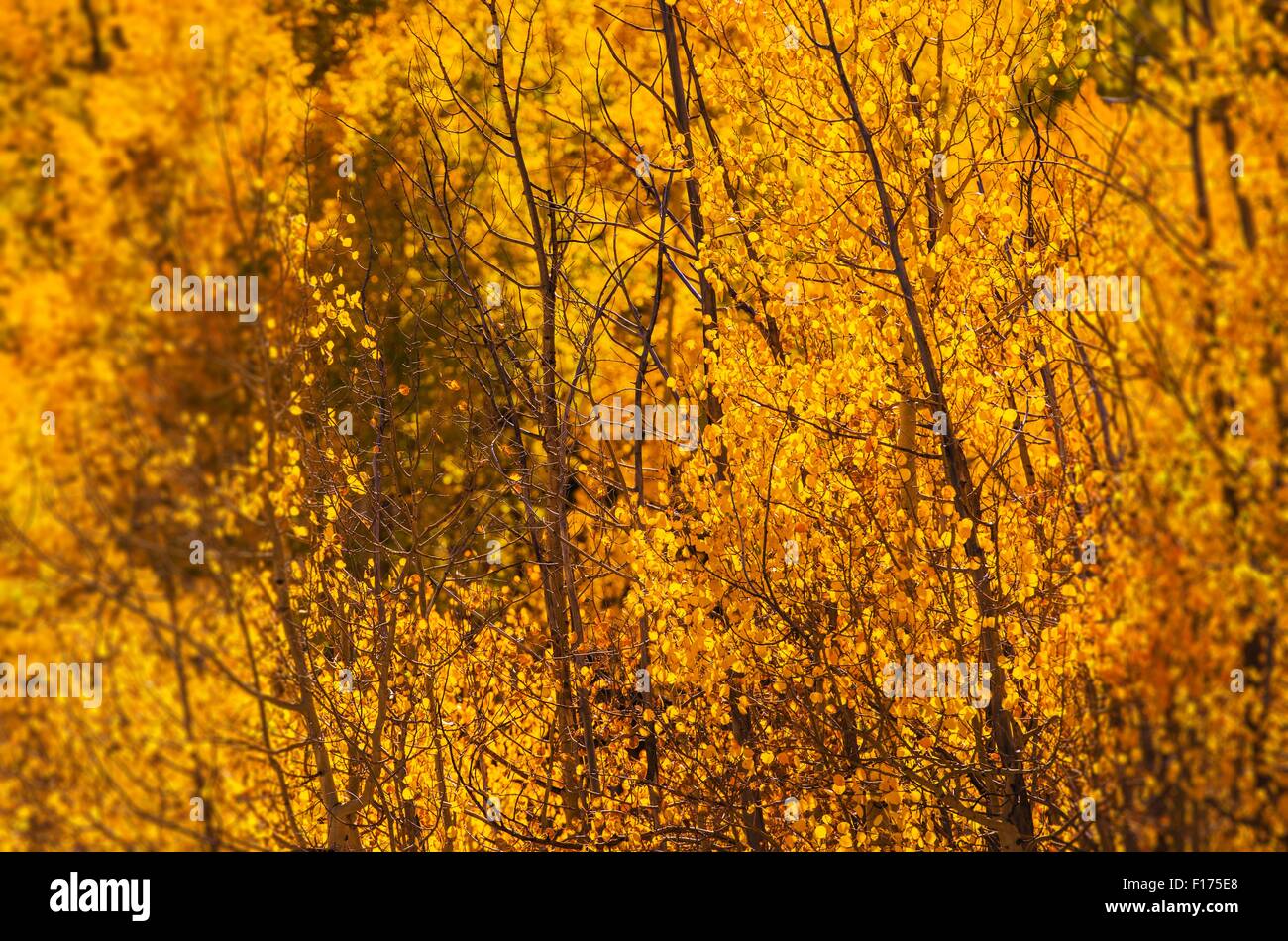 Yellow Aspen Trees . Colorado October Foliage Stock Photo - Alamy