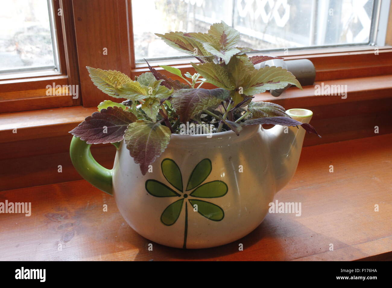 Charlie resting in a casserole dish on the ktchen table Stock Photo - Alamy