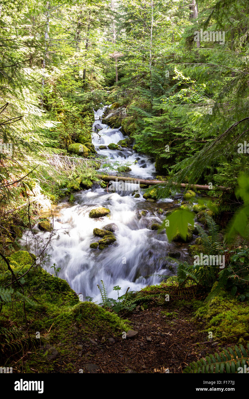 close up of a pristine spring flowing thru the woods in Oregon Stock ...