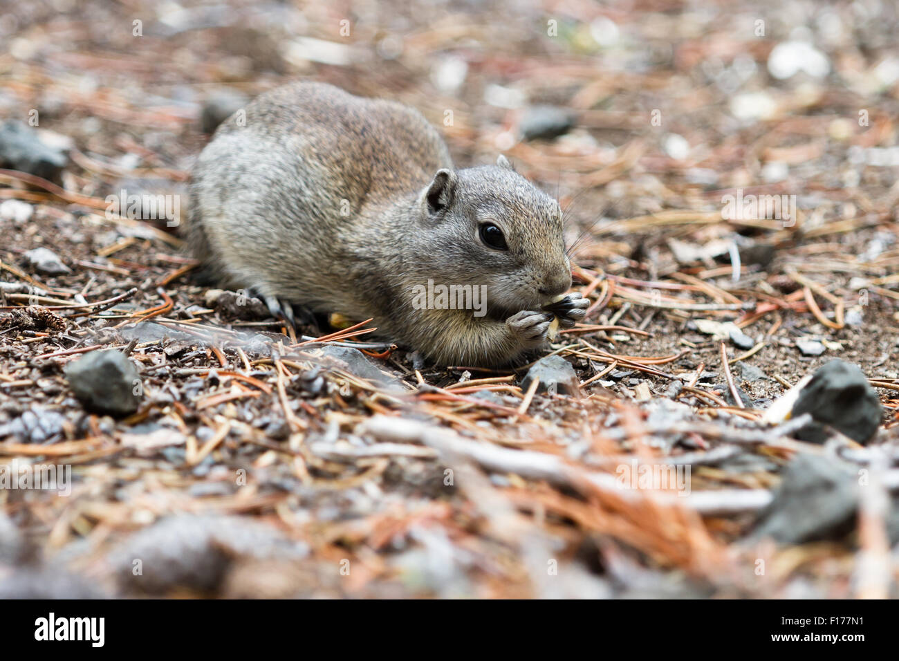 Oregon gray squirrel hi-res stock photography and images - Alamy