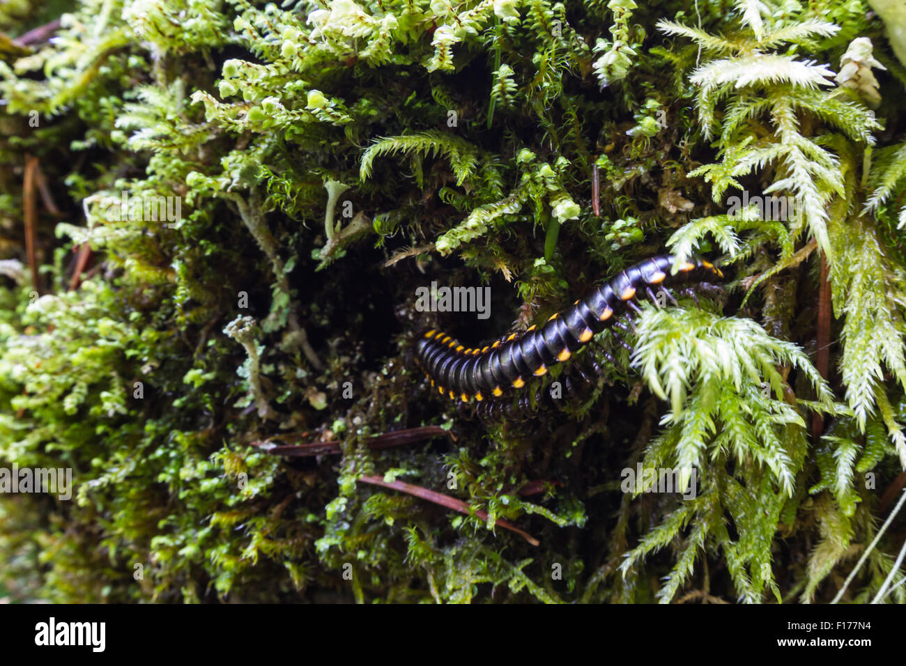 close up with a wide angle lens of a millipede walking over green moss ...