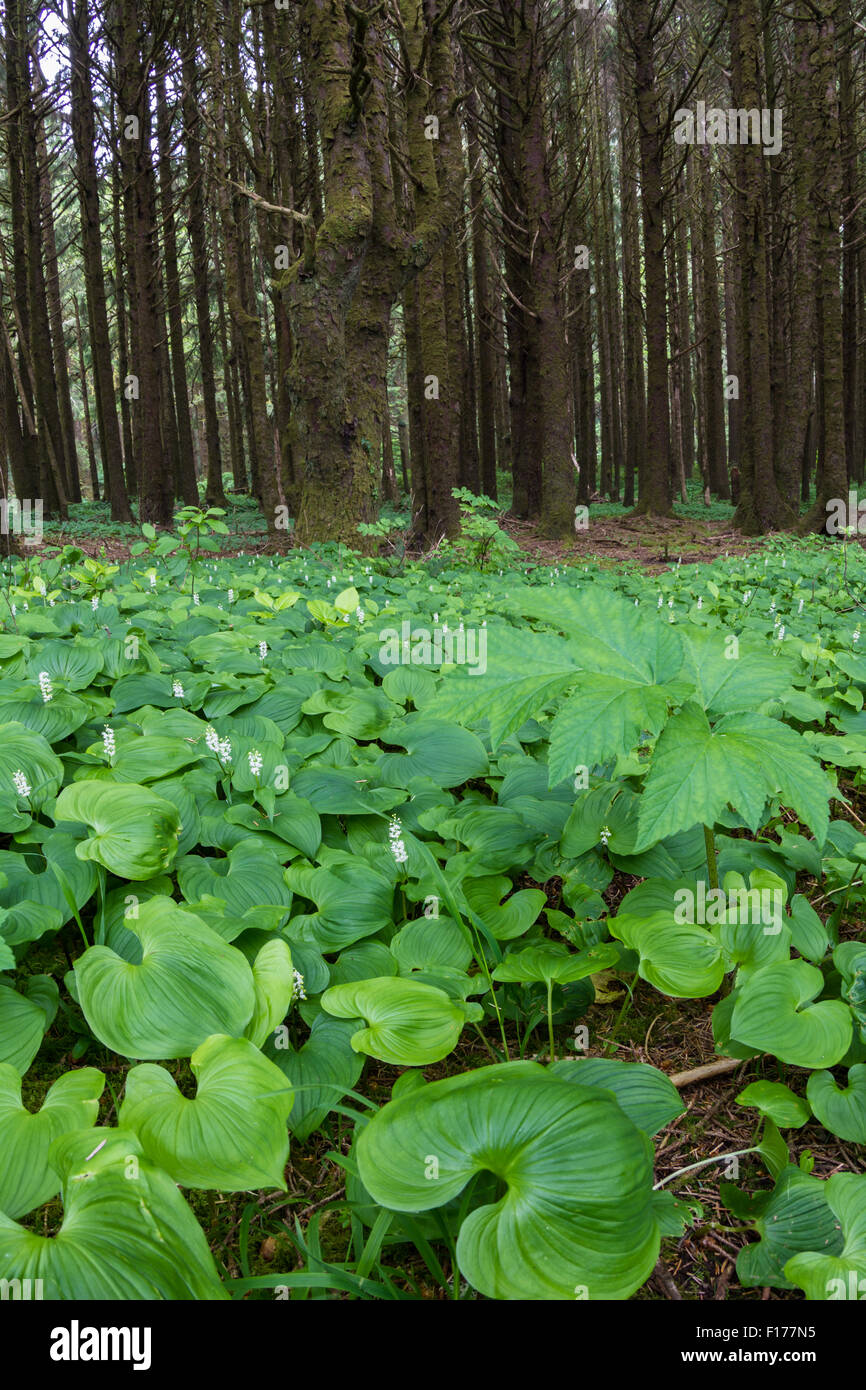 Coastal forest ground cover hi-res stock photography and images - Alamy