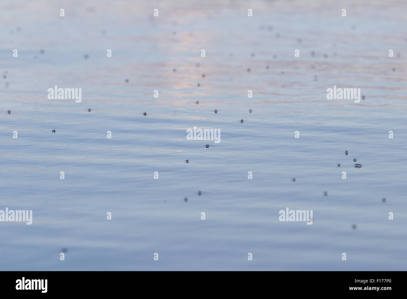 close up of the surface of Diamond Lake in Oregon covered with ...