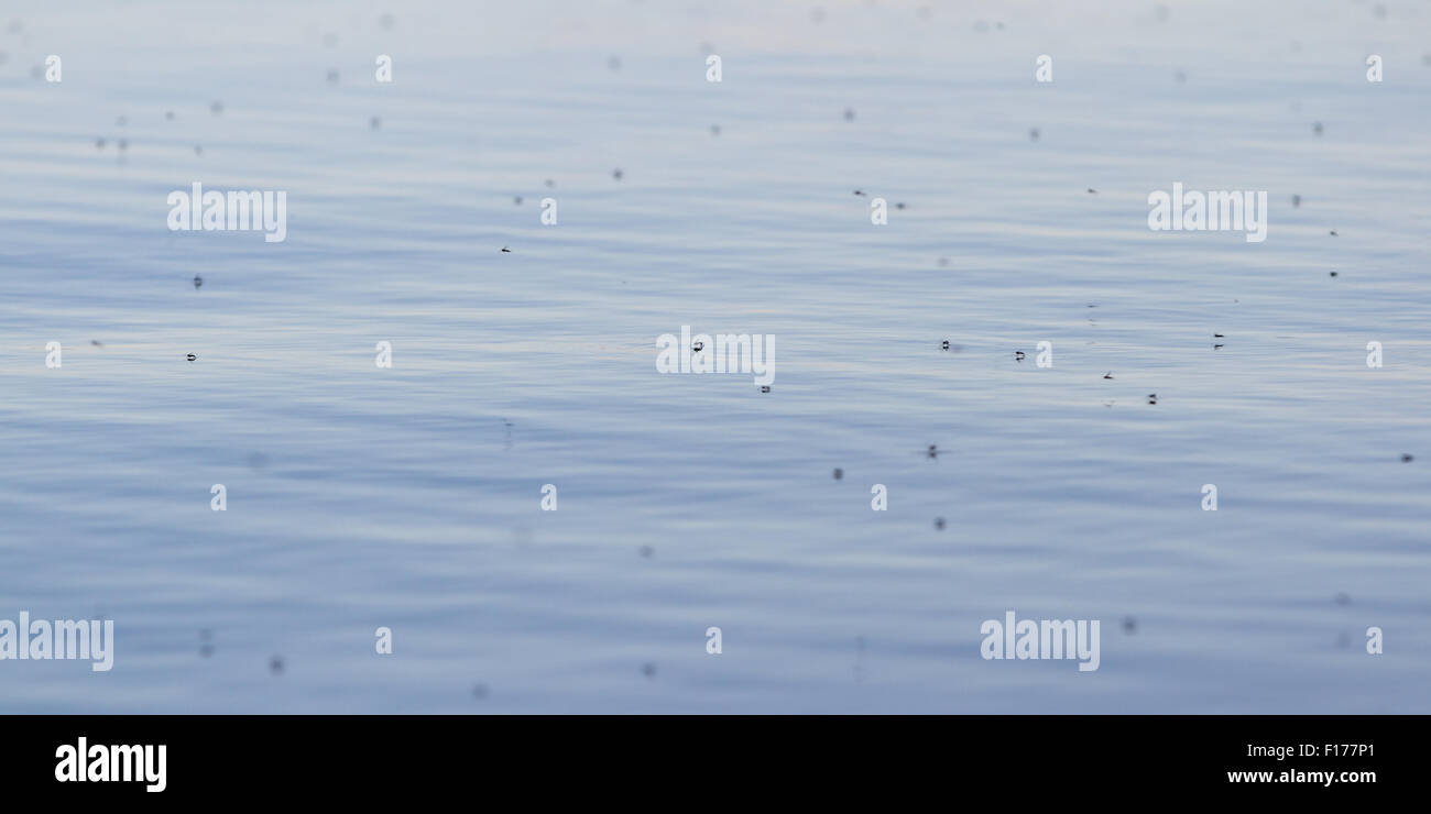 close up of the surface of Diamond Lake in Oregon covered with ...