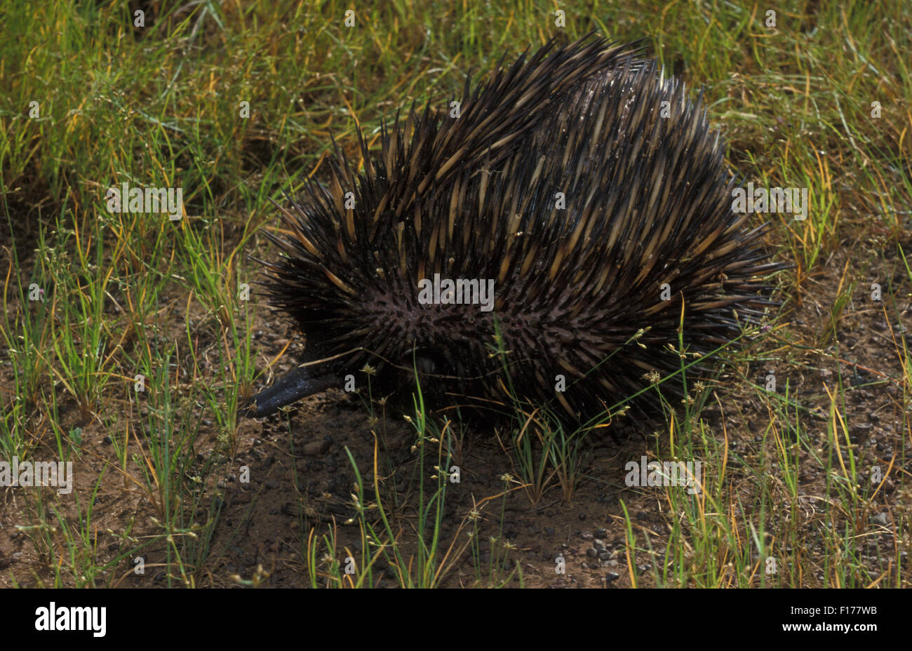Echidna sometimes known as spiny anteaters belong to the family ...
