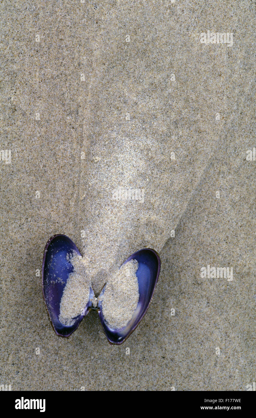 Butterfly shell lying open on the sand, Stradbroke Island, Moreton Bay ...