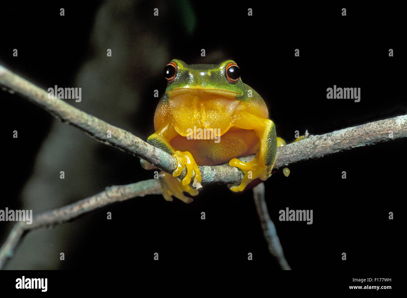 Australian Green tree frog (Litoria caerulea Stock Photo - Alamy