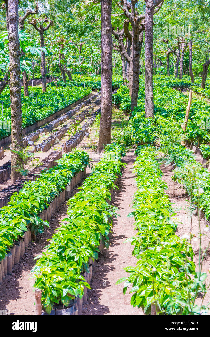 Coffee Farm Guatemala Stock Photos & Coffee Farm Guatemala Stock Images ...
