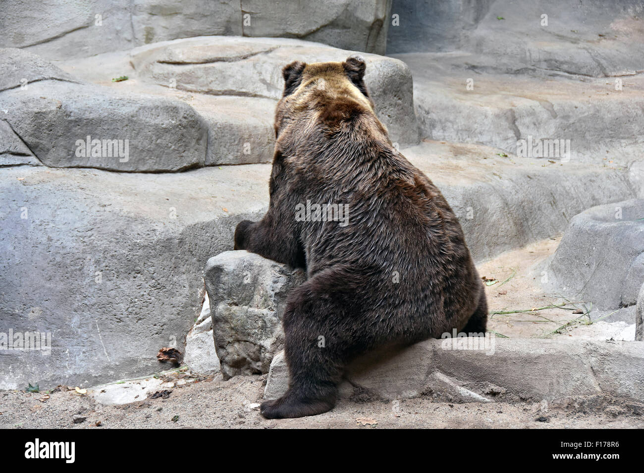 Black grizzly bear hi-res stock photography and images - Alamy