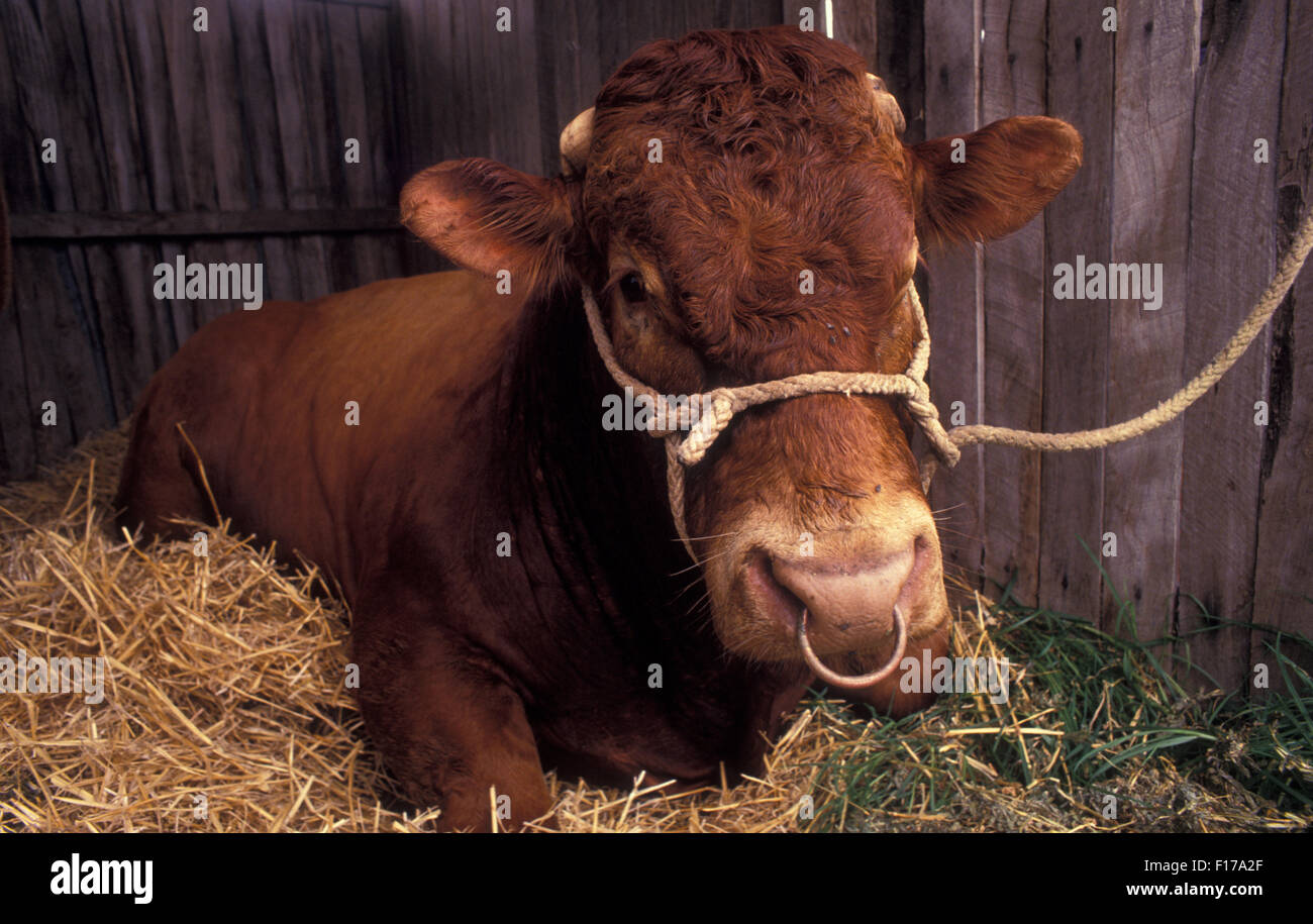 Tethered cows hi-res stock photography and images - Alamy